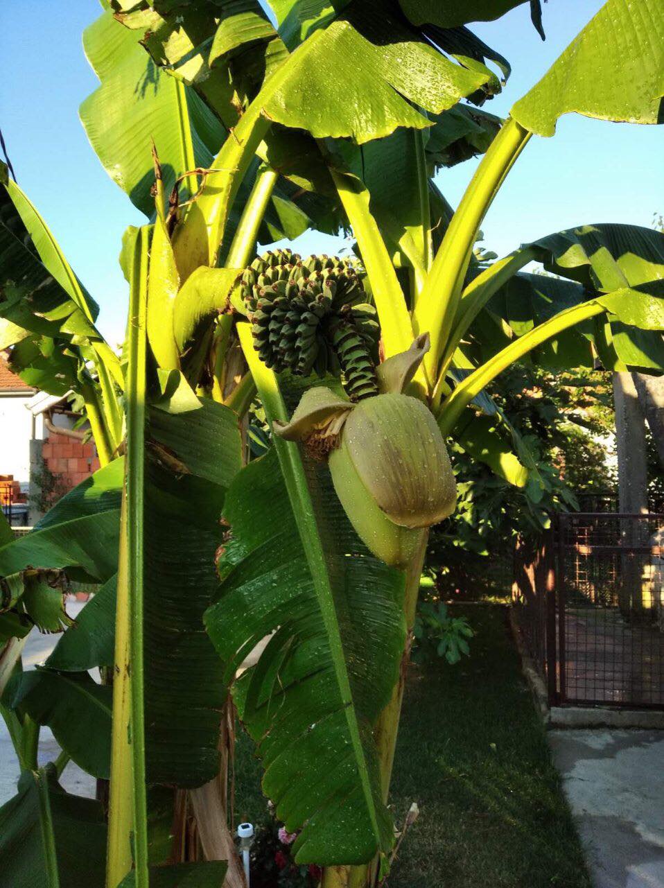 I u Semberiji rodile banane